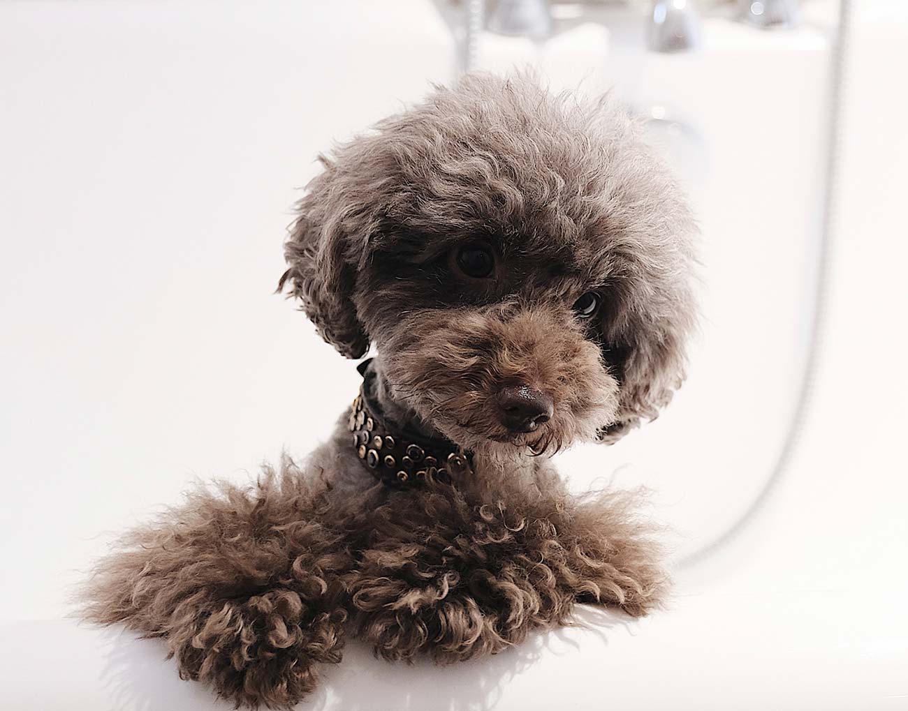 7 Surprising Ways that Dogs Show Affection - Hawthorn Poultry