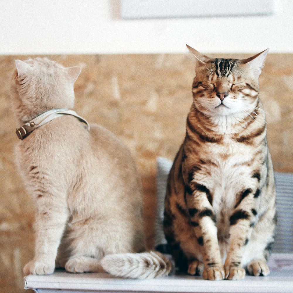 Cat & moods - Hawthorn Poultry