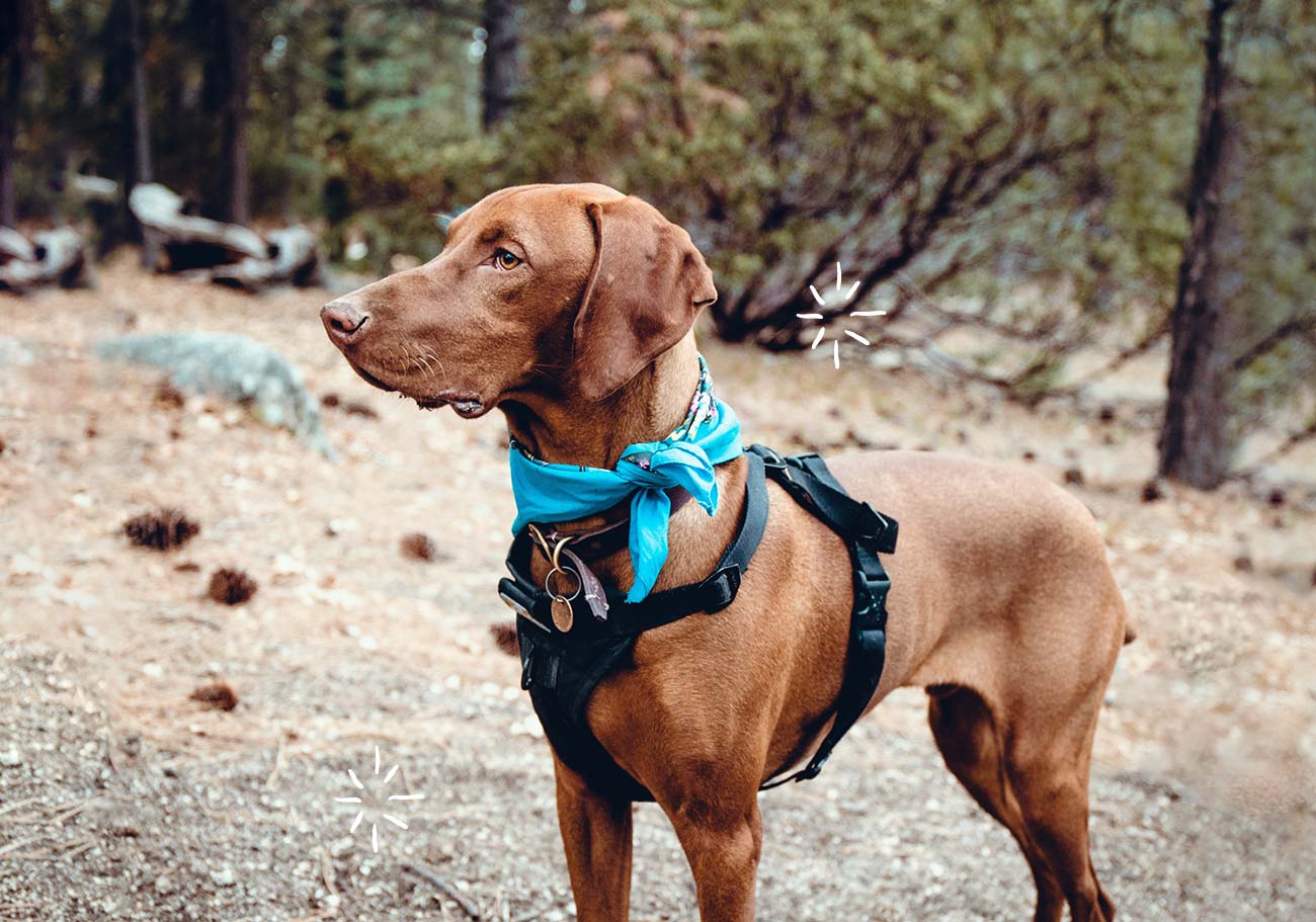 Summer & pets - Hawthorn Poultry