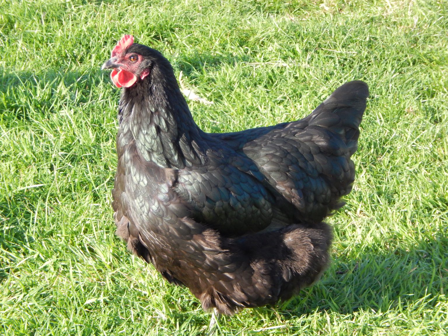 Australorps - Hawthorn Poultry