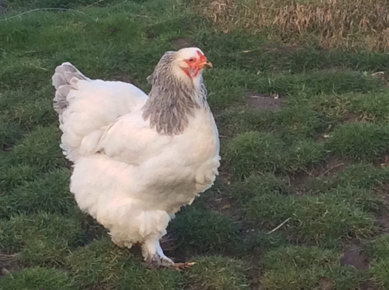 Brahmas - Hawthorn Poultry