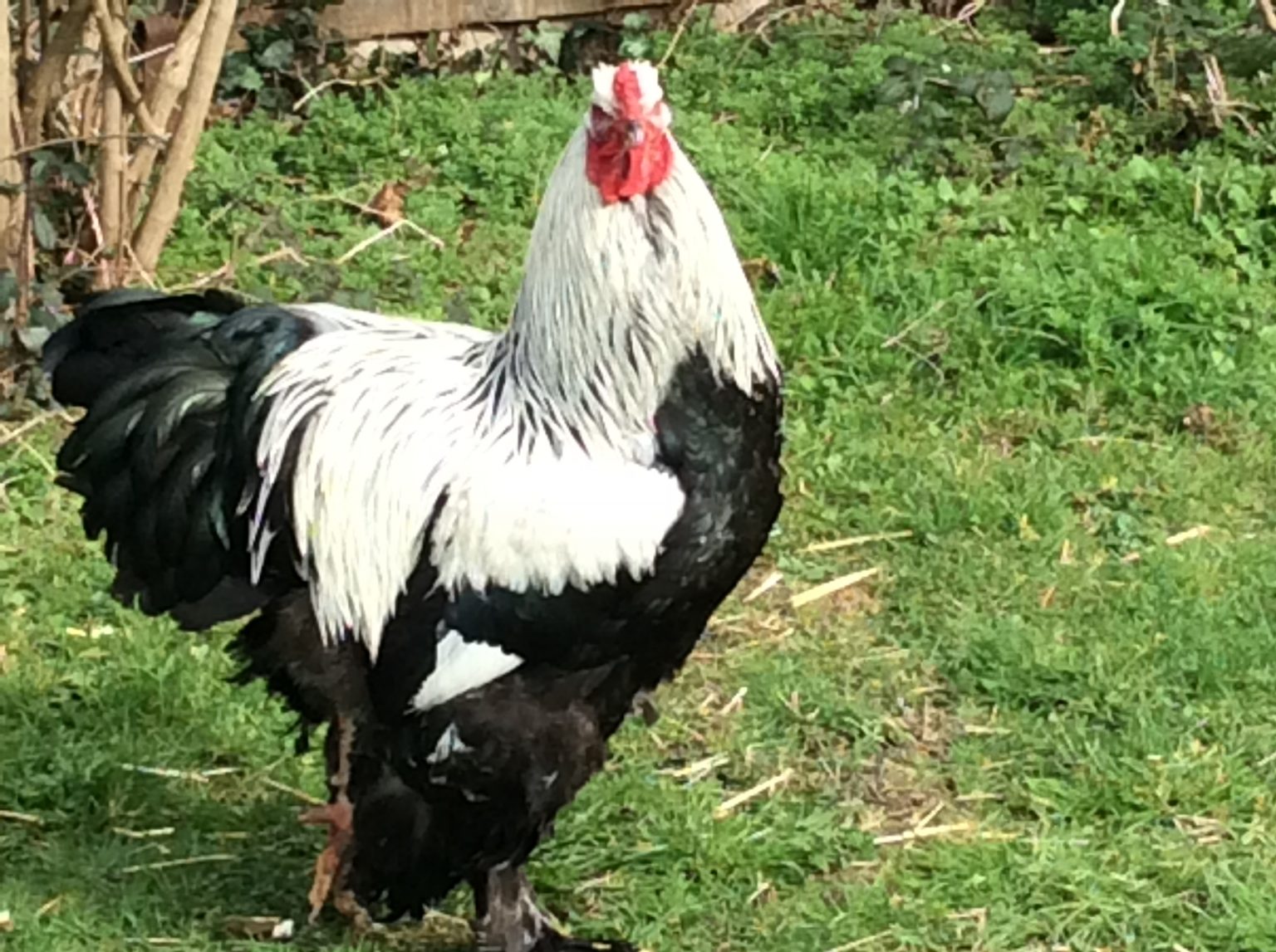 Brahmas - Hawthorn Poultry