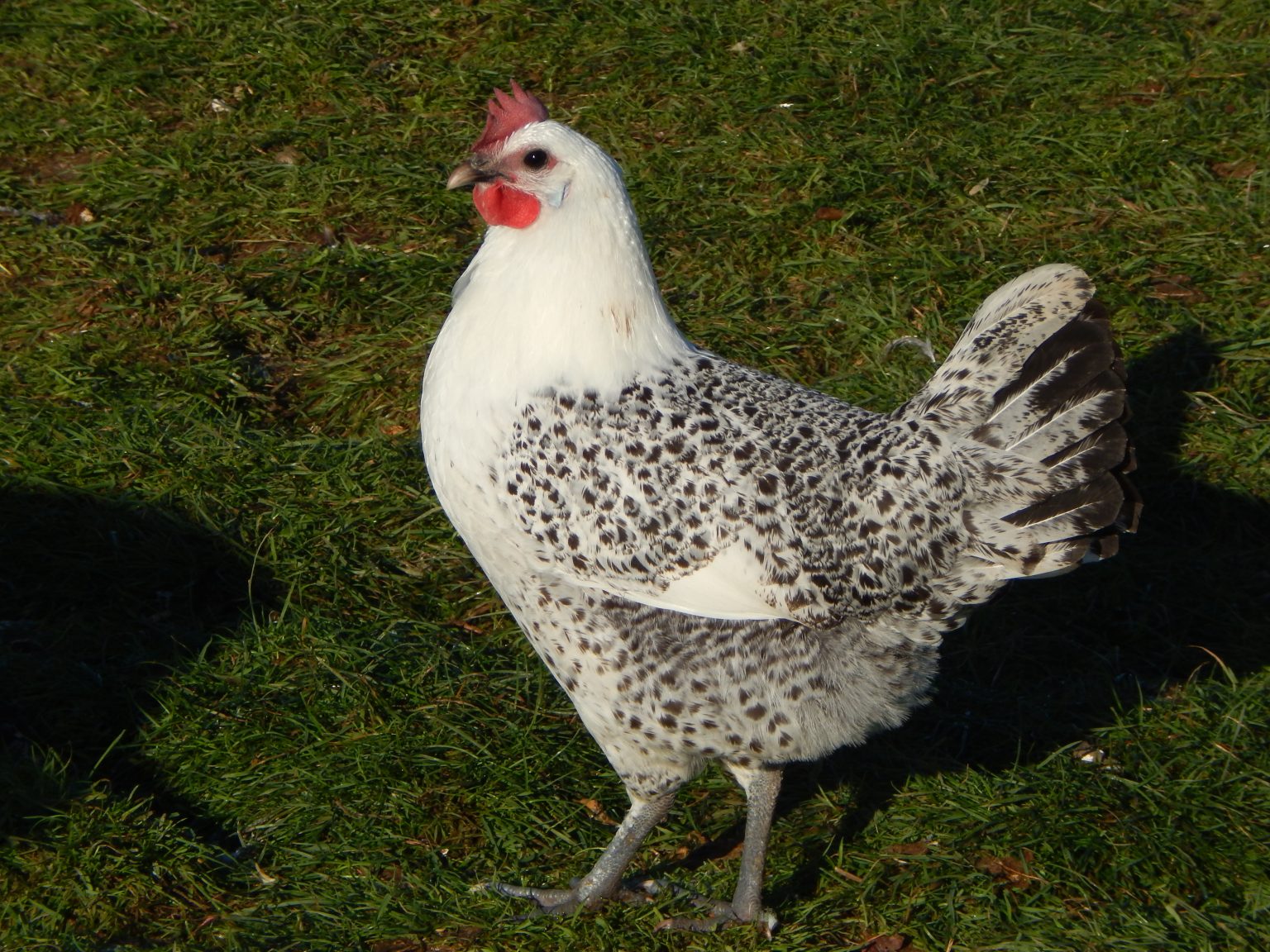 Gauloise - Hawthorn Poultry
