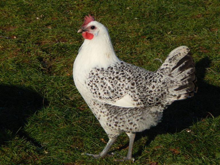 Gauloise - Hawthorn Poultry