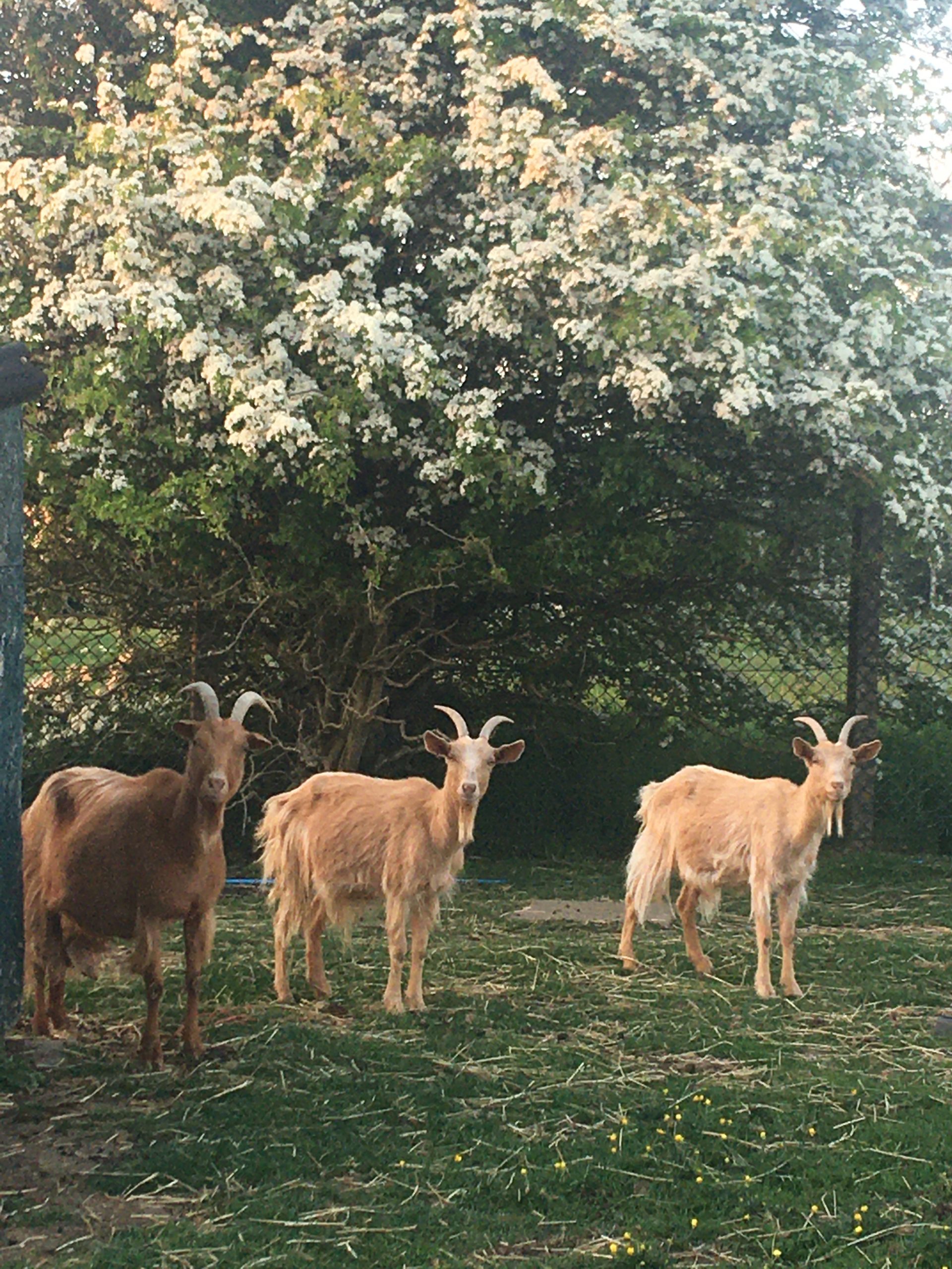 Goats - Hawthorn Poultry