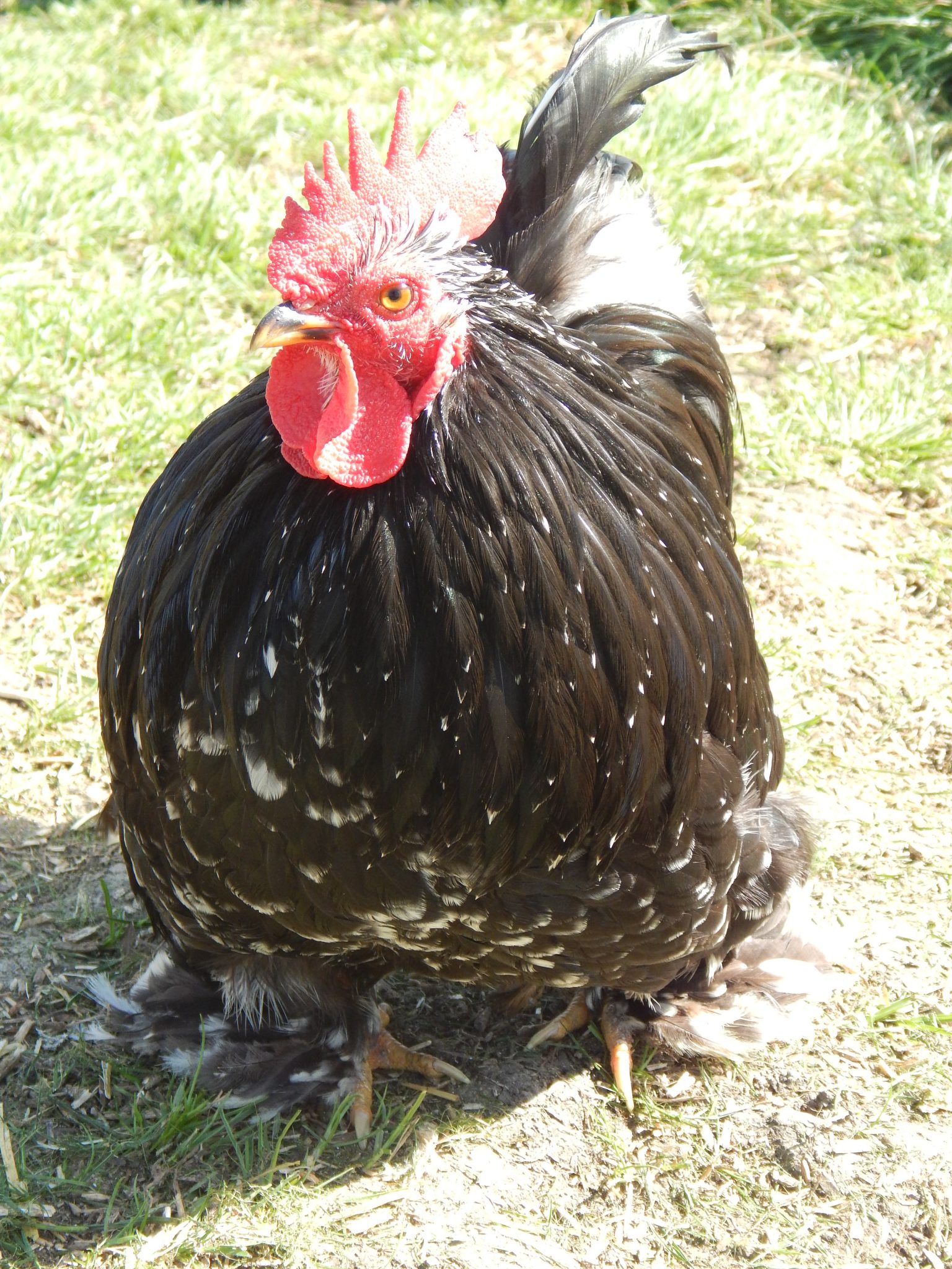 Pekins - Hawthorn Poultry