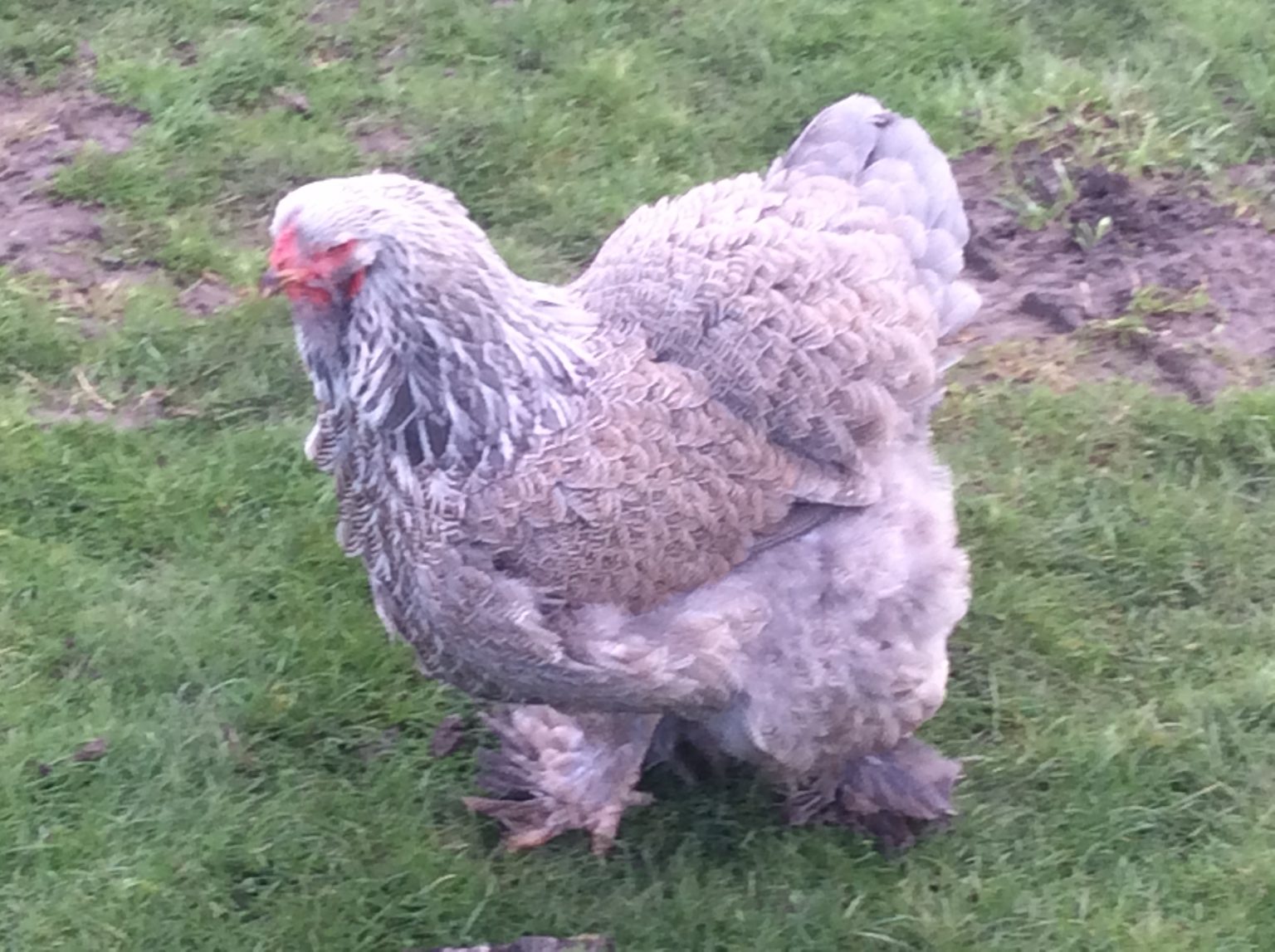 Brahmas - Hawthorn Poultry