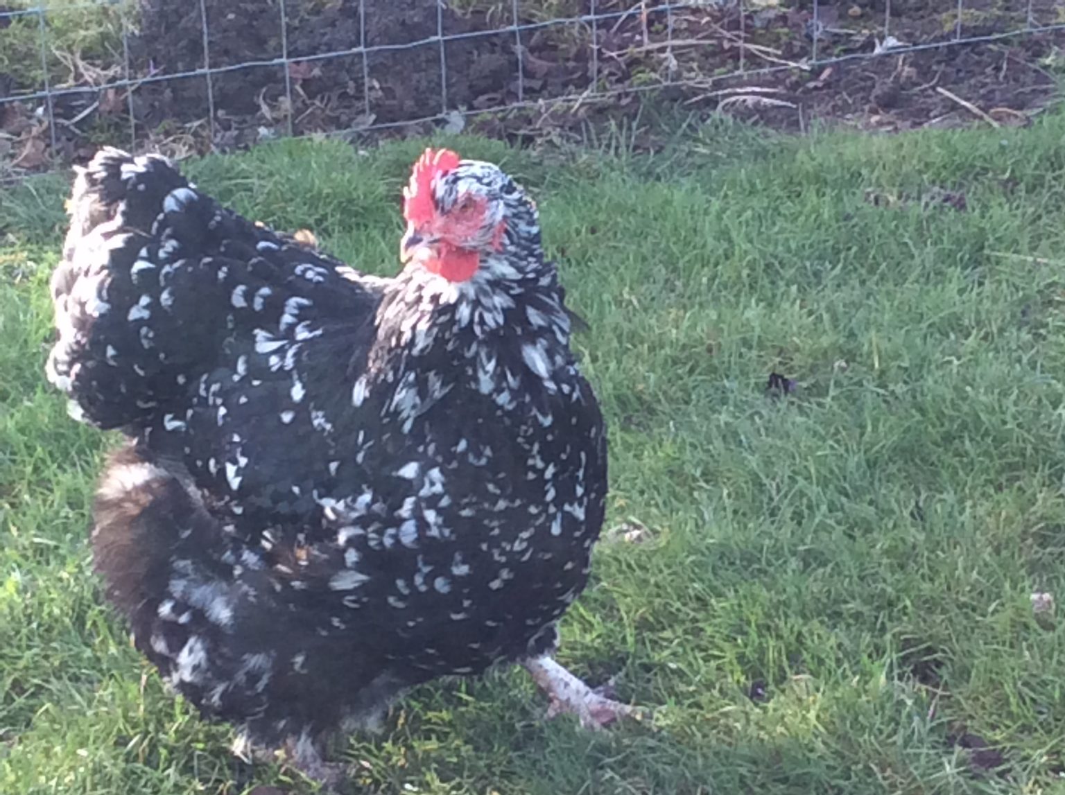 Orpingtons - Hawthorn Poultry