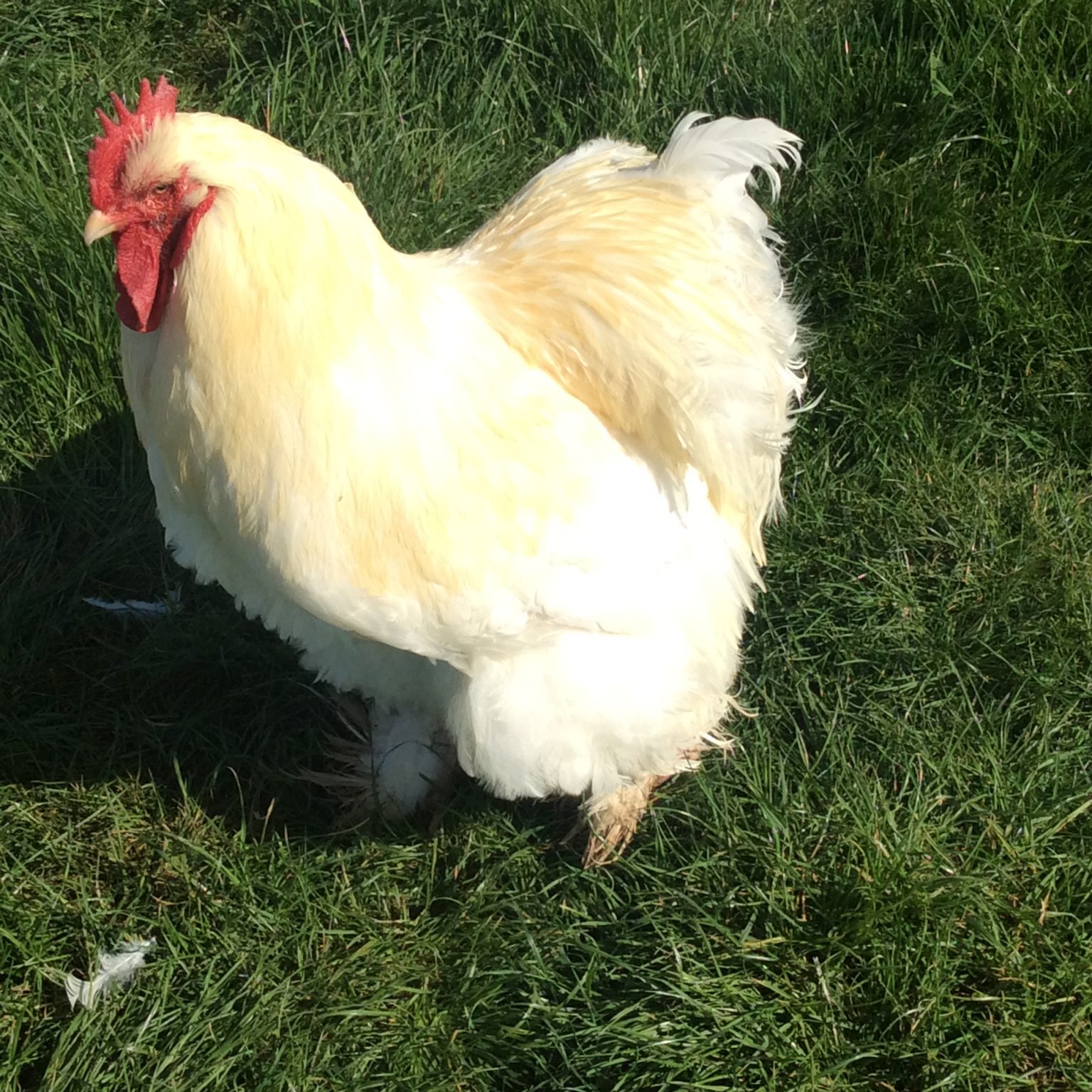 Cochins - Hawthorn Poultry