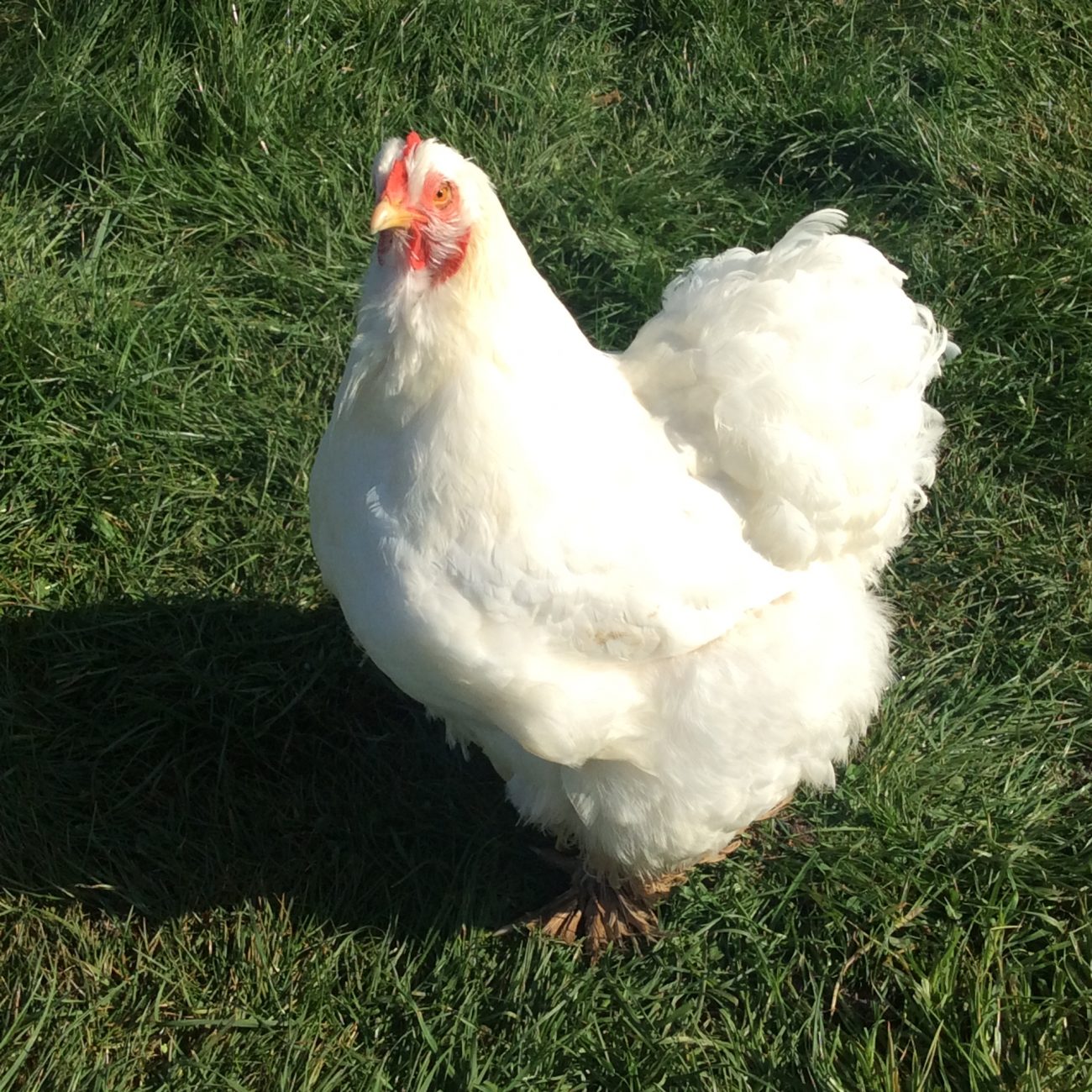 Cochins - Hawthorn Poultry