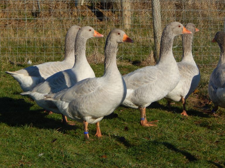 Geese - Hawthorn Poultry