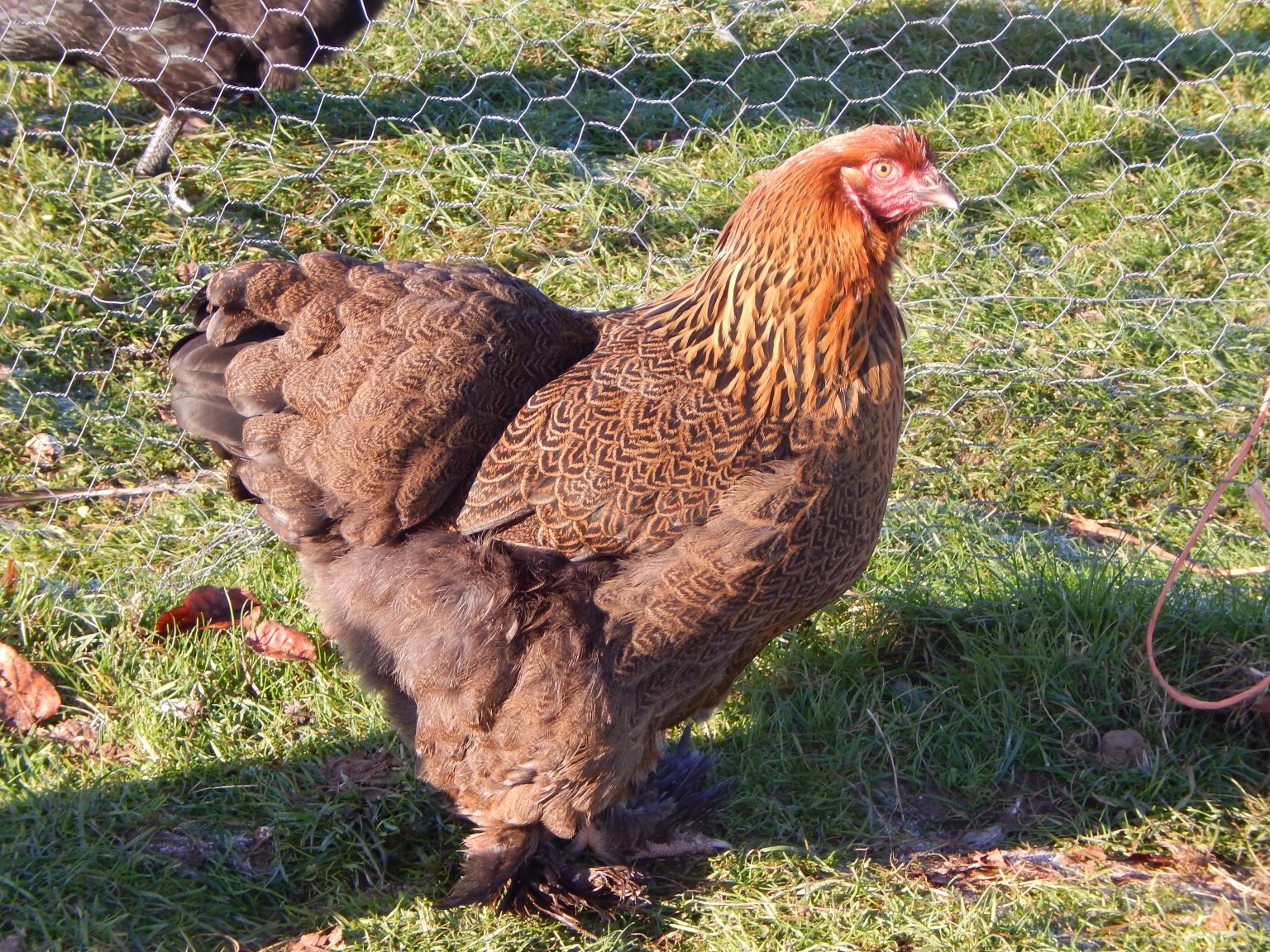 Cochins - Hawthorn Poultry