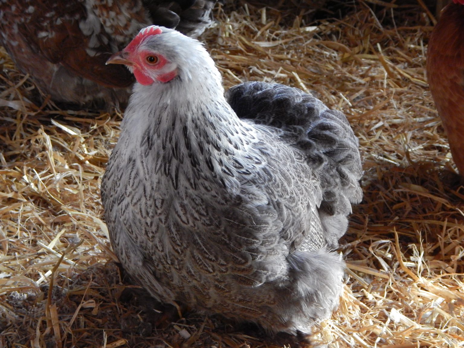 Pekins - Hawthorn Poultry